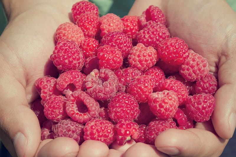 Hands Holding Fresh Red Raspberries Stock Image - Image of person ...