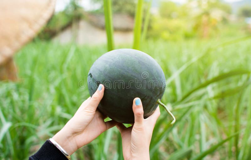 Hands Holding Fresh Watermelon in the Field Stock Image - Image of ...