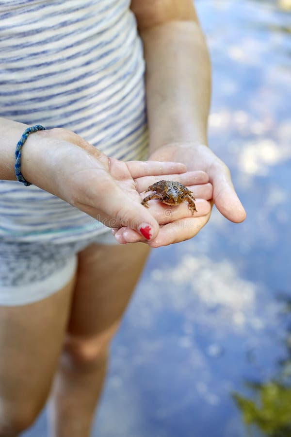 Hands holding frog stock photo. Image of peace, lake - 77228700