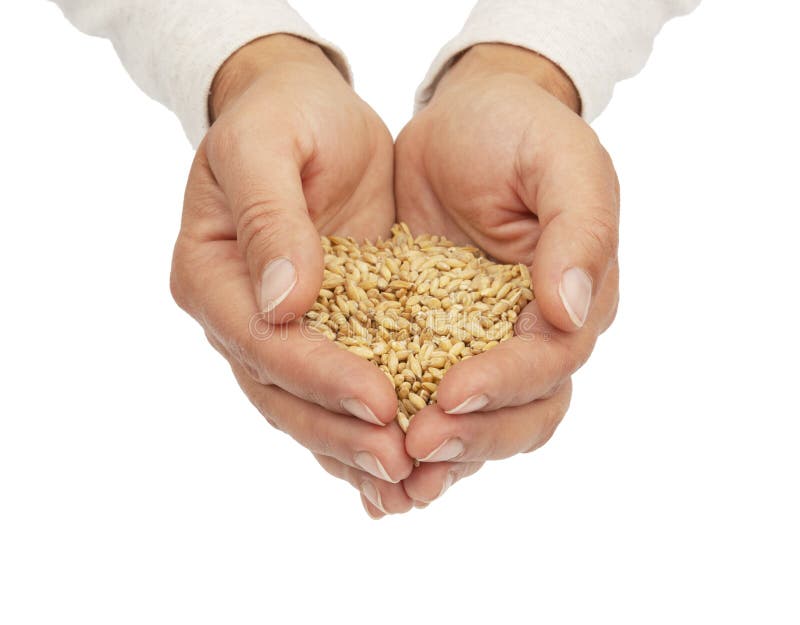 Hands holding grain stock image. Image of bran, crop - 163609315