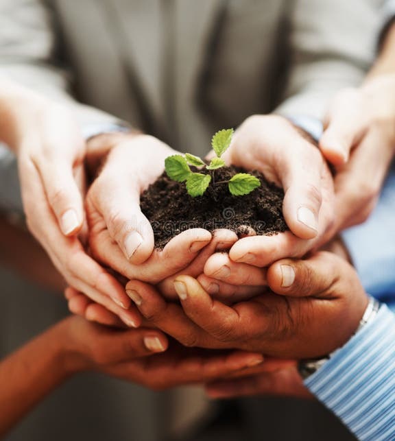 Hands Holding Green Plant Indicating Teamwork Stock Image - Image of ...