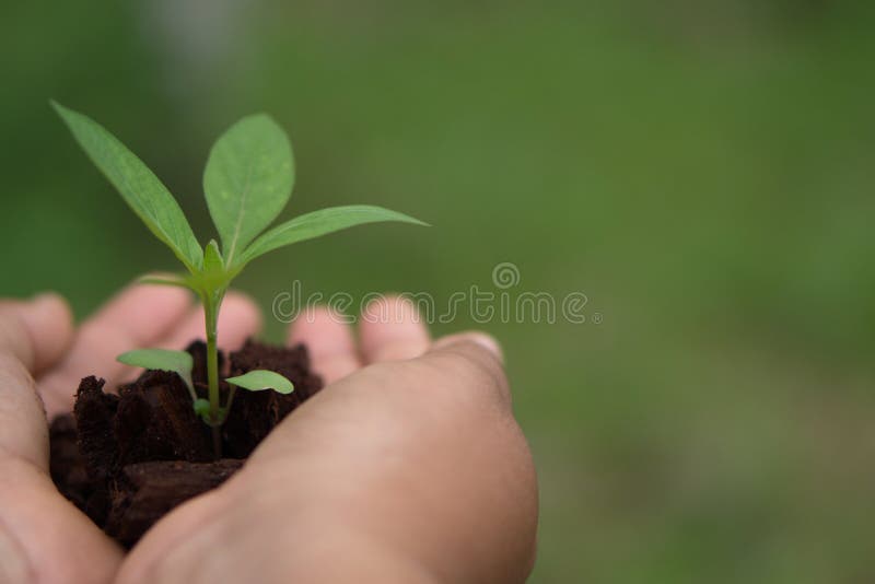 Hands Holding Green Plant Sapling. Stock Photo - Image of care ...
