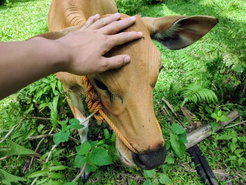 Hands Holding the Head of a Calf. Stroking the Head of a Cow Stock ...