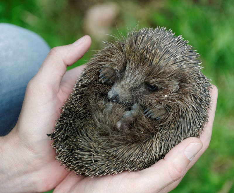 Hedgehog stock image. Image of details, spines, wildlife - 15471137