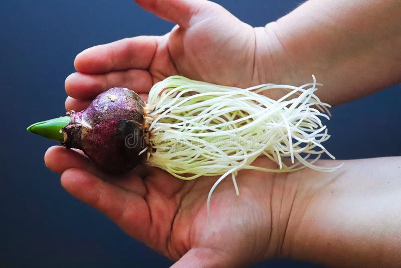 Hands Holding a Hyacinth Bulb with Exposed Roots Stock Photo - Image of ...