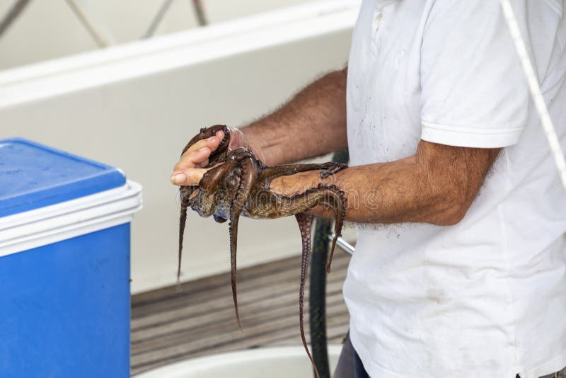 384 Octopus Holding Stock Photos - Free & Royalty-Free Stock Photos ...