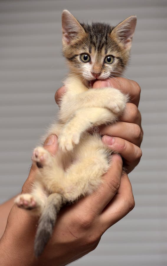 Hands holding a kitten stock image. Image of background - 75766629