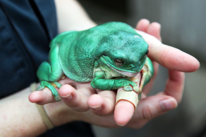 Hands holding large frog stock image. Image of natural - 13870161