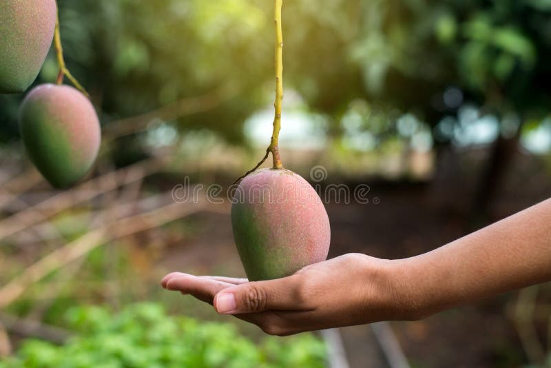 Hand Holding Mango Fruit on the Tree,Fresh Fruit in Garden Stock Image ...