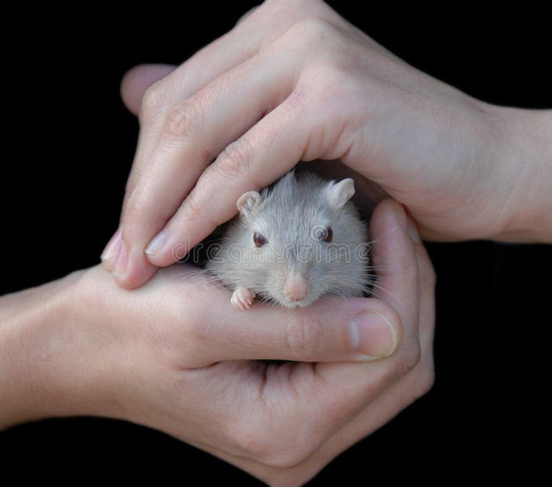 Hands holding mouse stock image. Image of dormouse, nature - 3665897