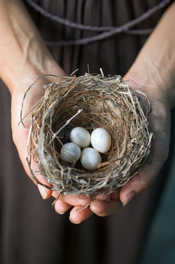 Nest and eggs stock image. Image of birth, natural, isolated - 5336755