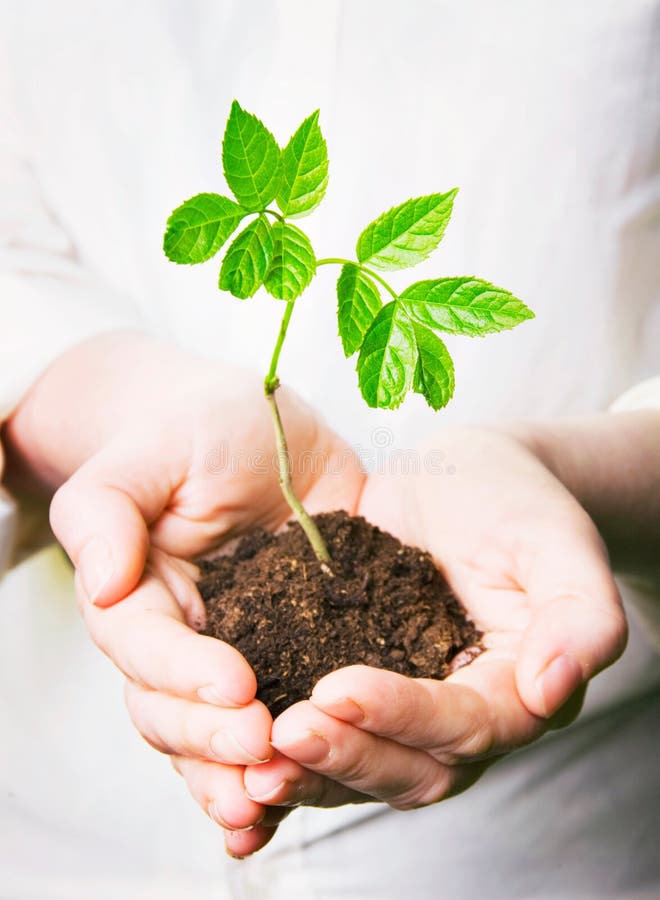 In the Hands of Trees Growing Seedlings. Bokeh Green Background Female ...