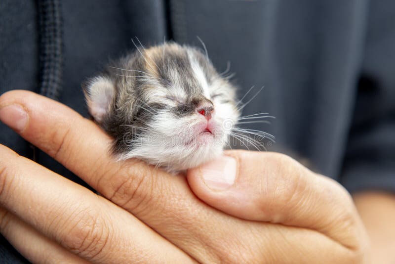 Calico Cat with Newborn Kitten Stock Image - Image of white, pets: 95659269