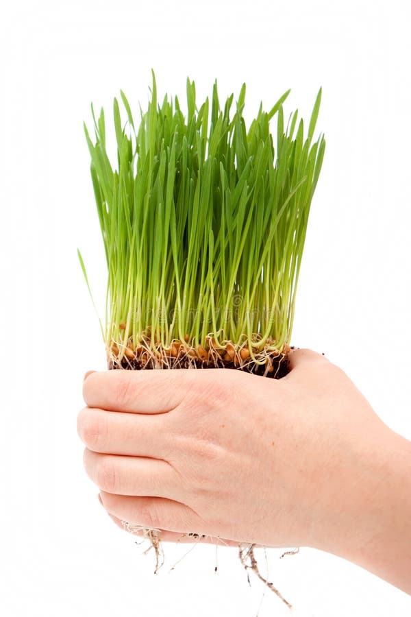 Wheatgrass stock photo. Image of green, white, healthy - 11987426