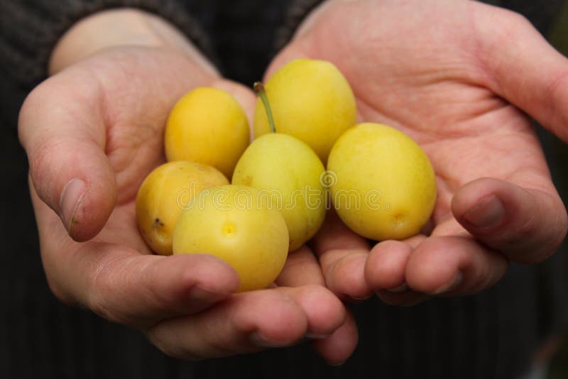 Hands Holding Out Six Plums Stock Image - Image of fresh, human: 122355975