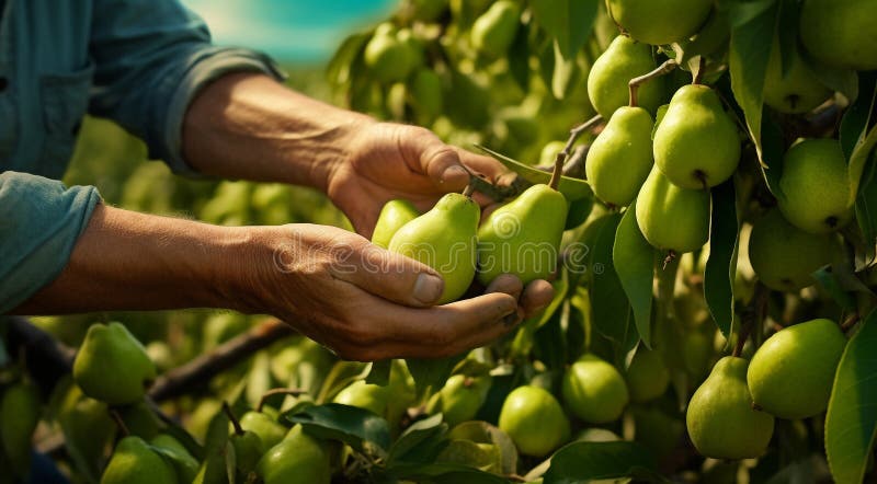 Hands Holding Pear, Close-up of Hand Picking Pears, Pears in the Garden ...