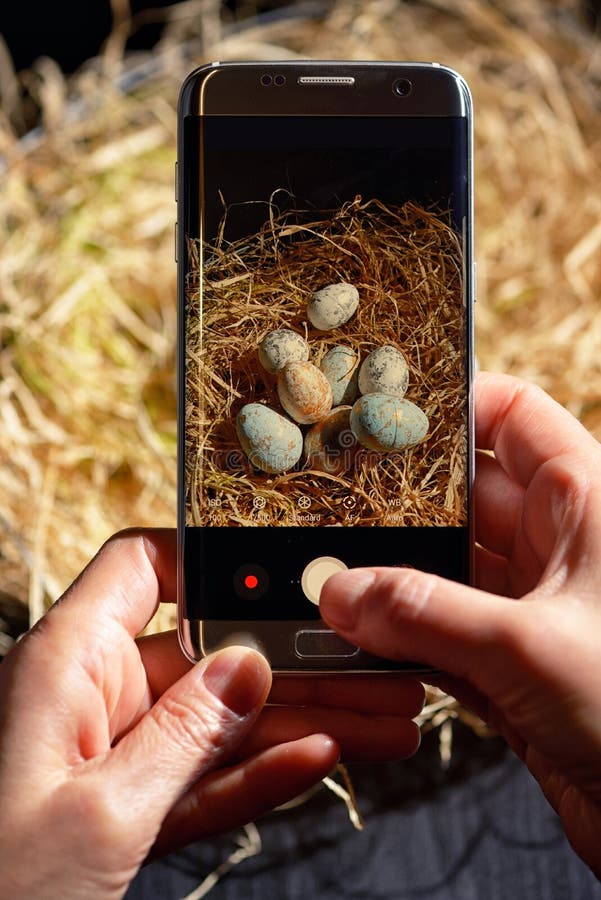 Hands Holding Phone and Making Photo of Easter Eggs Stock Image - Image ...