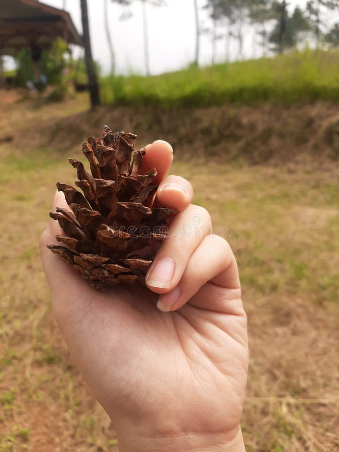 Hands holding a pine cone stock image. Image of hands - 200262153