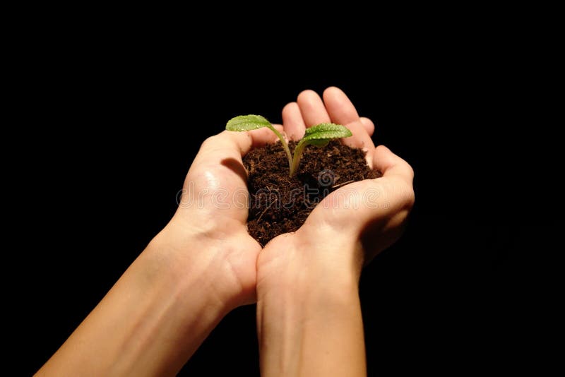 Hand with plant stock photo. Image of growth, gardening - 17196758