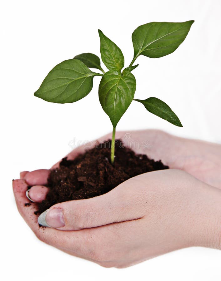 Hands holding a plant stock photo. Image of hold, plant - 19519732