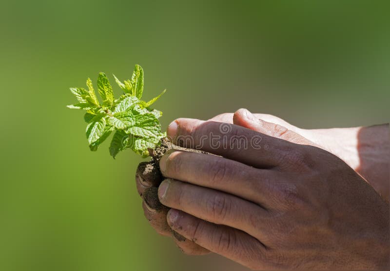 Hands holding plant stock image. Image of small, plants - 54592307