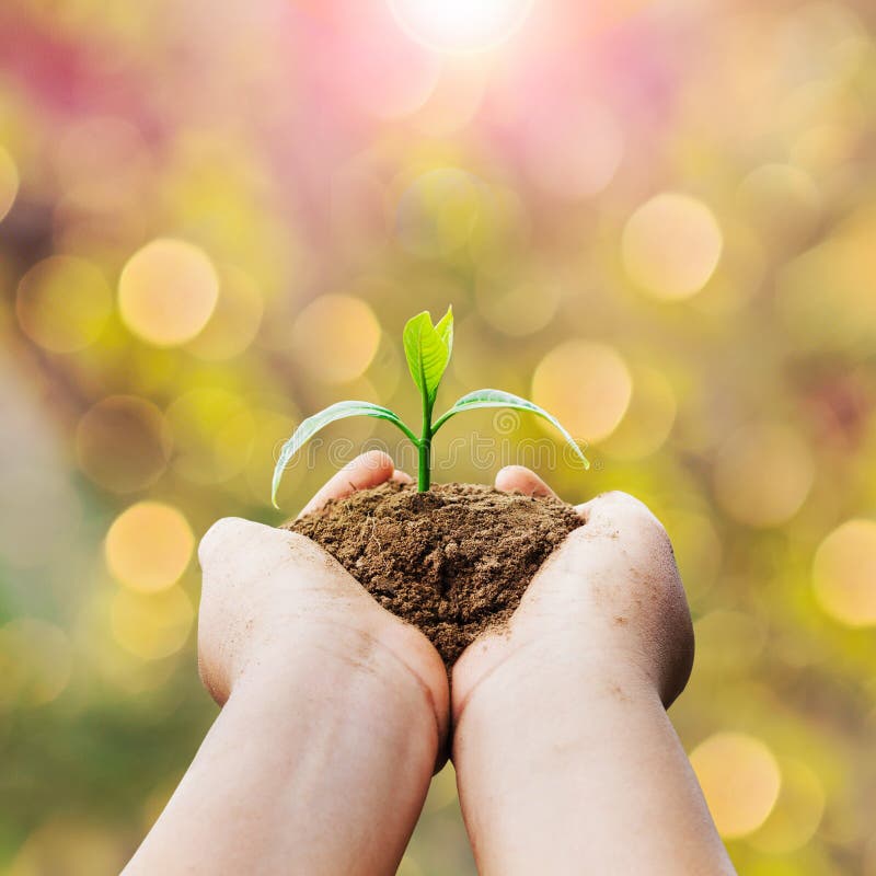 Hands Holding Plant and Sunlight Stock Photo - Image of hope, bokeh ...