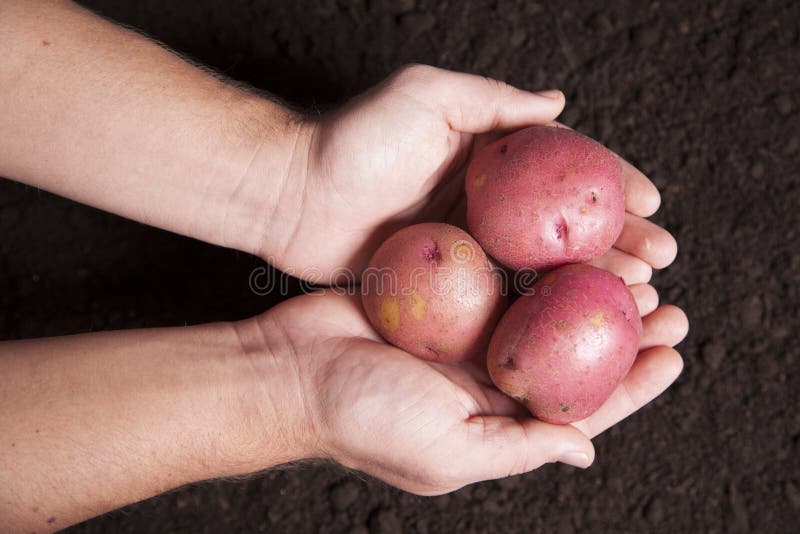 Hands Holding Potatoes stock photo. Image of harvest - 26791122