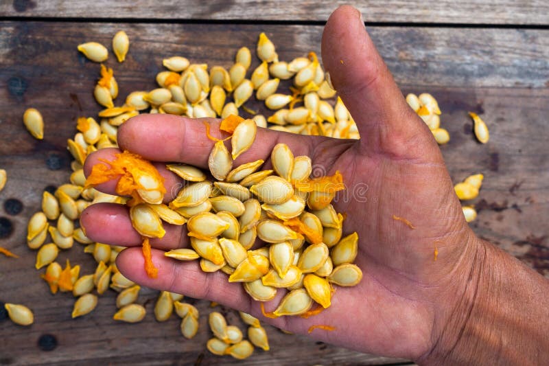 Hands Holding Pumpkin Seeds with an Out of Focus Table Top in the ...