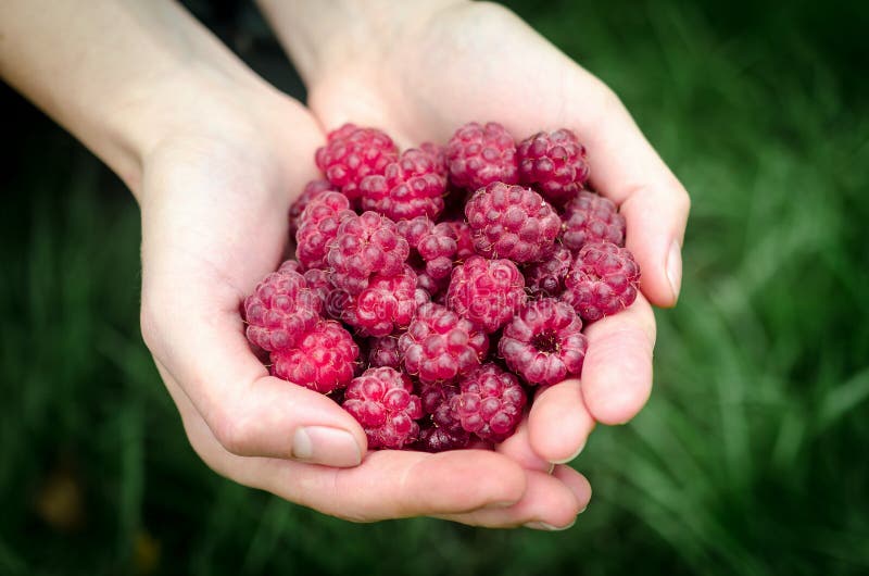 Hands holding raspberries stock photo. Image of natural - 39423838