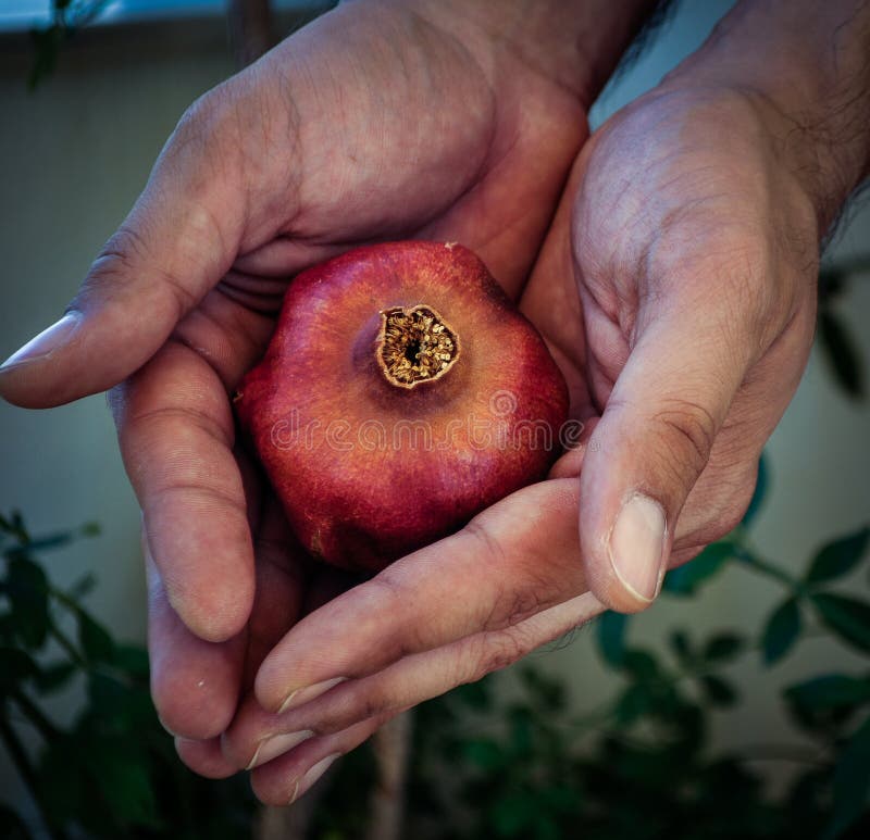 Hands Holding Red Pomegranate Fruit Stock Image - Image of dirty, bowl ...
