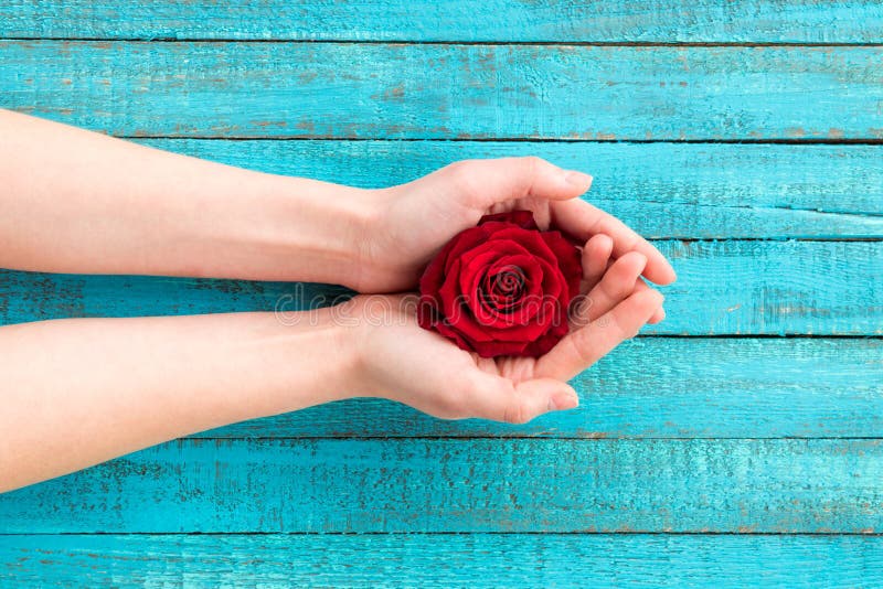 Hands holding rose stock photo. Image of flora, flower - 86726202
