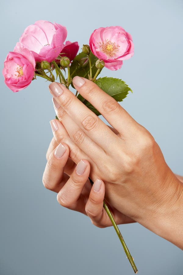 Hands holding roses stock photo. Image of manicure, flower - 34683420