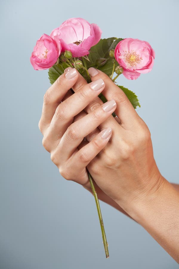 Hands holding roses stock image. Image of girl, pink - 34683505