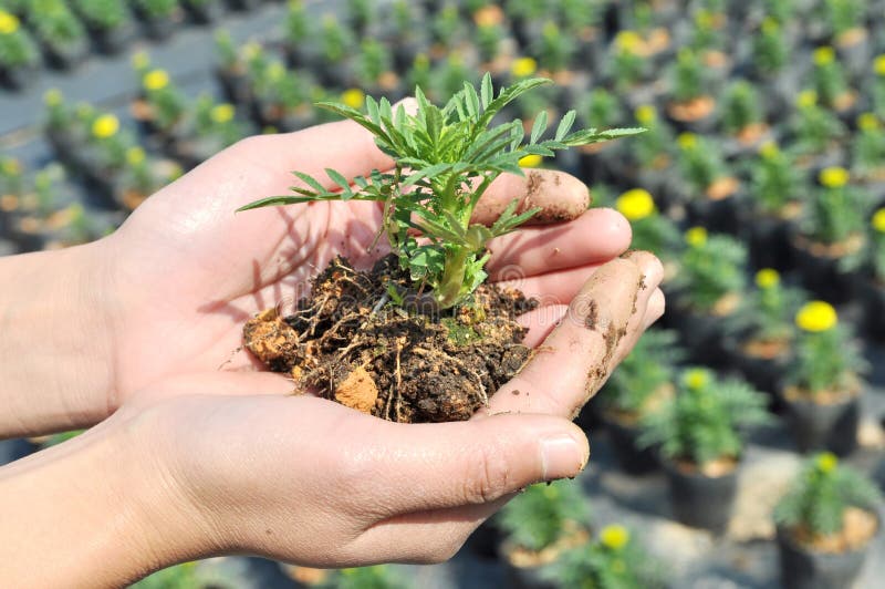 Hands holding sapling stock image. Image of grow, hold - 17849177
