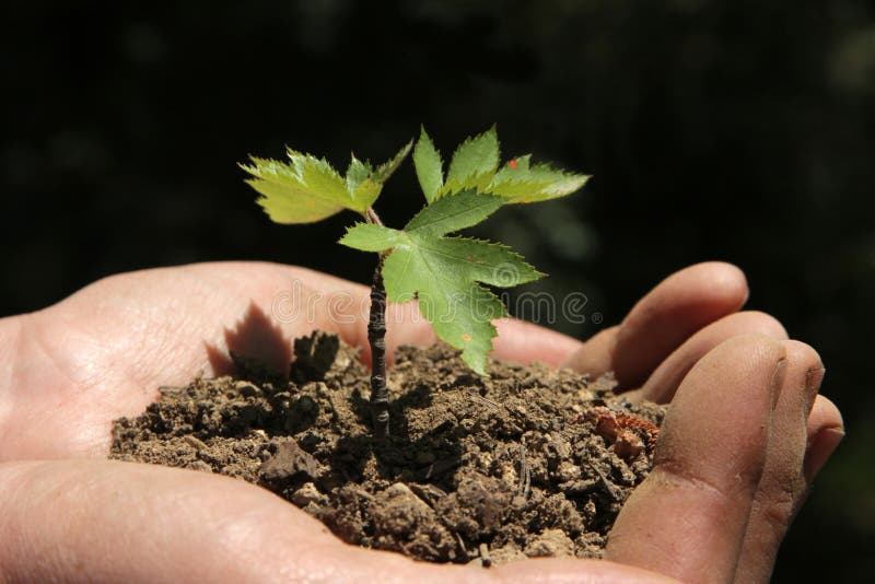 Hands holding sapling stock image. Image of ecology, fragility - 38295153