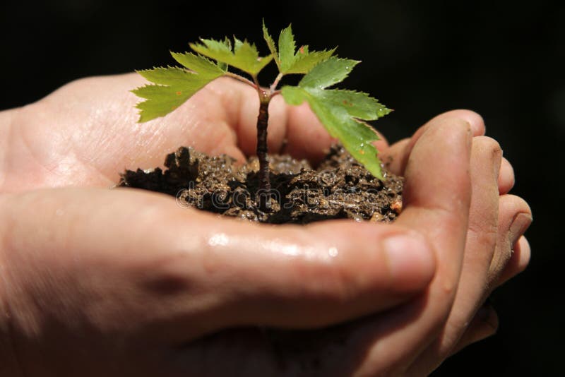 Hands holding sapling stock image. Image of greenery - 38295871