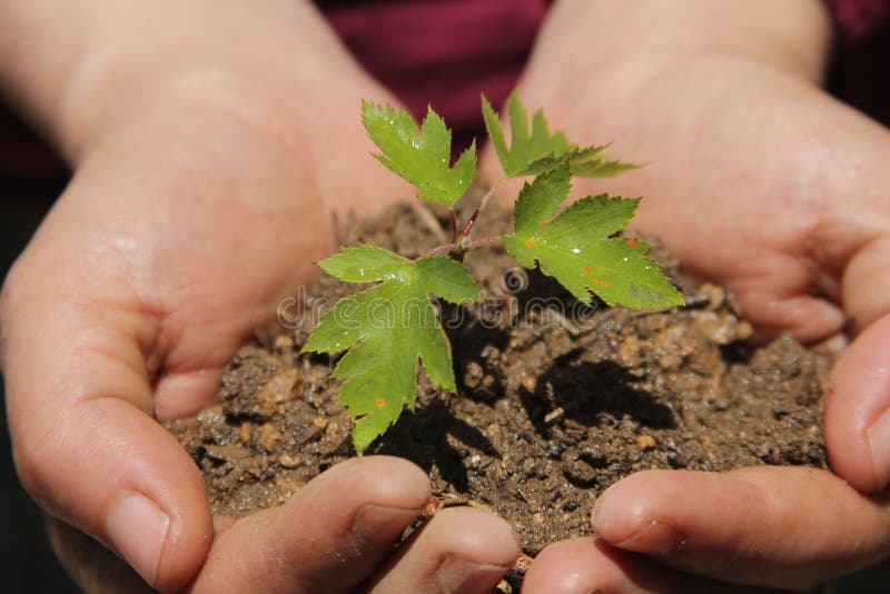Hands holding sapling stock image. Image of flora, increase - 38295937