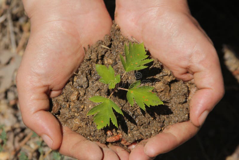 Hands holding sapling stock image. Image of grow, hold - 17849177