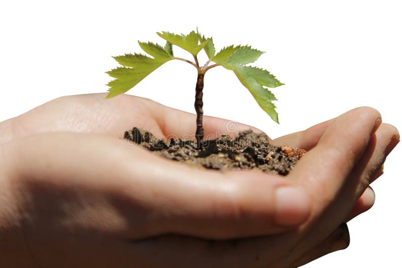 Hands holding sapling stock image. Image of fragility - 38296693