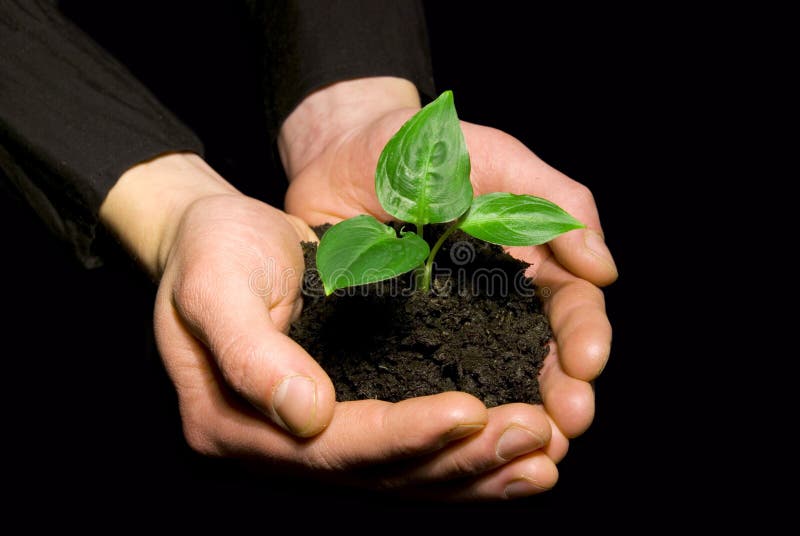 Hands holding sapling stock image. Image of peace, cupping - 4258705