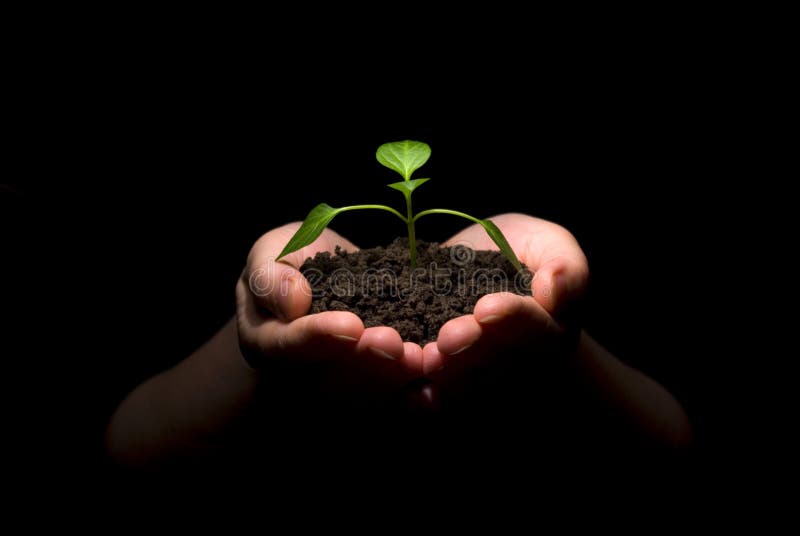 Hands holding sapling stock image. Image of cupping, grow - 5084107