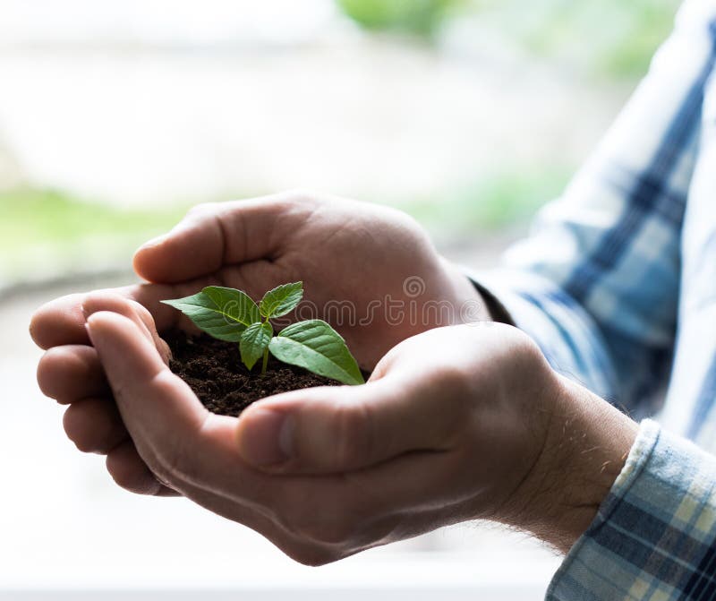 Hands holding sapling stock image. Image of heap, hands - 71379091