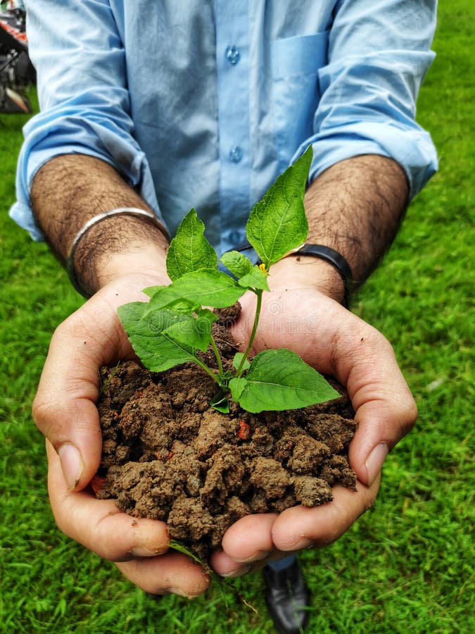 Hands Holding a Sapling To Be Planted Plant Trees Save Trees Save ...