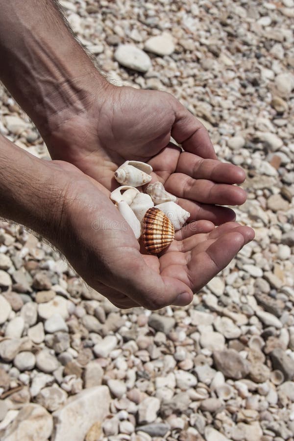 Hands holding sea shells stock image. Image of life, island - 56859609