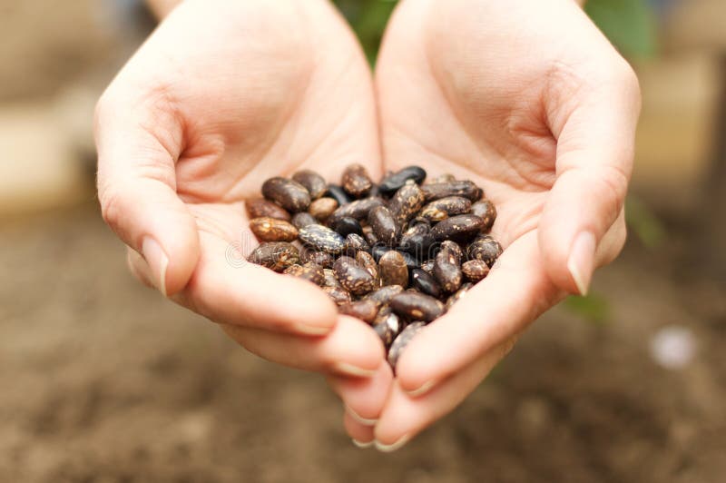 Hands Holding Seeds stock image. Image of cultivation - 54324261
