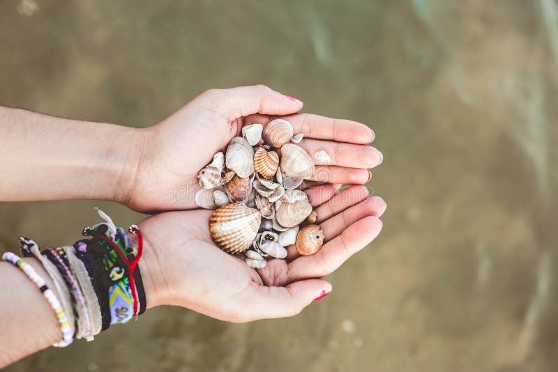 Beach Day. Hands Holding Shells Stock Photo - Image of child ...