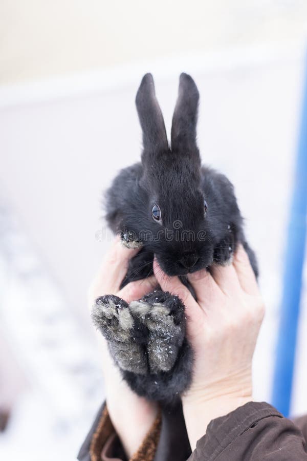 Hands Holding Small Black Rabbit. Small Black Rabbit Closeup. Stock ...