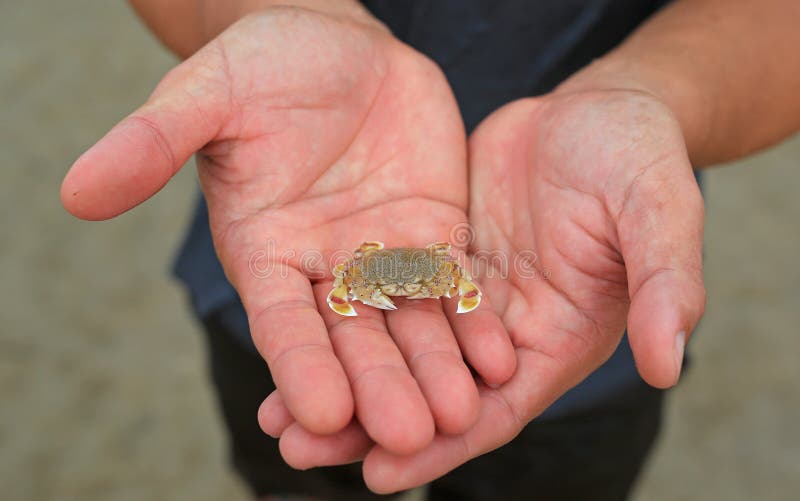 Smallest Crab