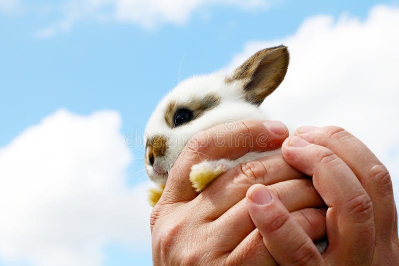 Hands holding small rabbit stock photo. Image of easter - 35337226