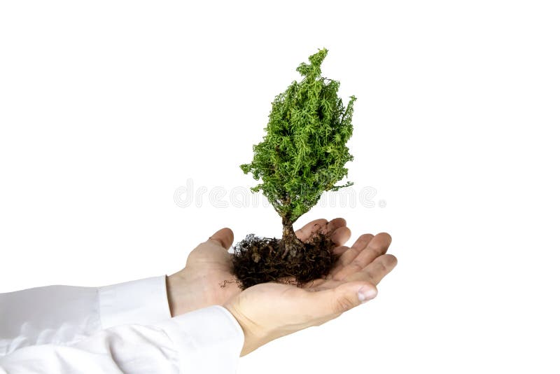 Hands holding a small tree stock image. Image of hand - 246046889